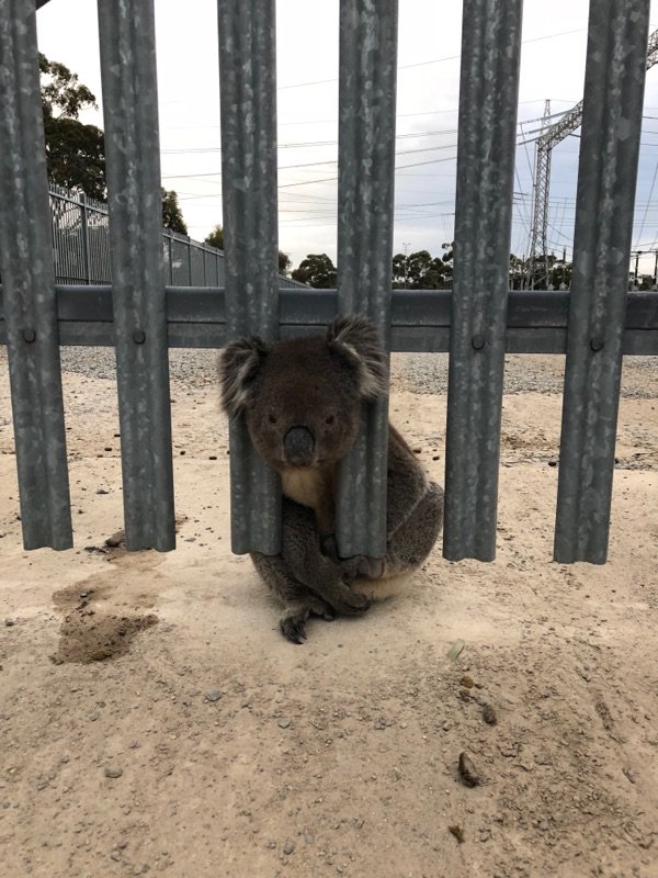 Accident-Prone Koala Rescued For Third Time After Getting Stuck In ...