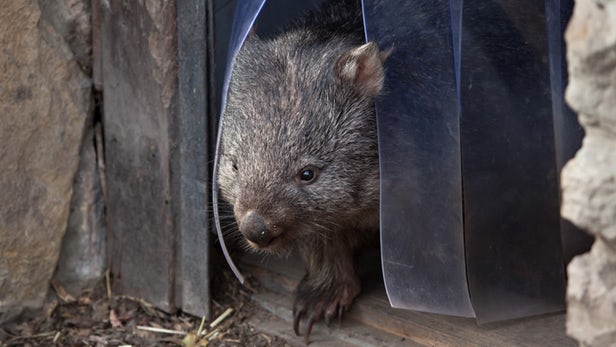 The mystery of how, and why, wombats produce cubic poop - Weird News ...