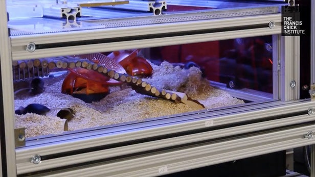 Enriched mouse house may make for happier lab mice – and scientists ...