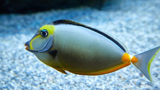 The superbug-fighting potential of fish slime - Weird News, Santa Fe, NM