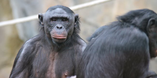 Bonobos, Nicest Primates on the Planet, Make Humans Look Like Monsters ...