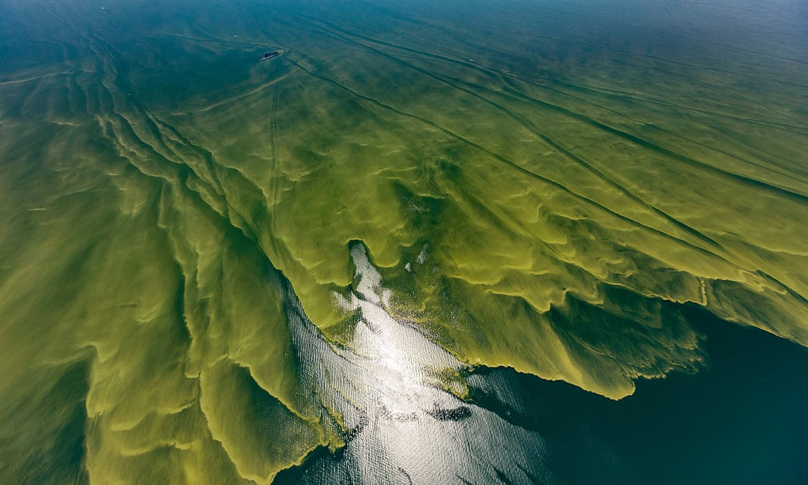 Lethal algae blooms – an ecosystem out of balance - Weird News, Santa ...