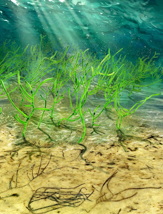 Billion-year-old seaweed fossil may be oldest ancestor of land plants ...