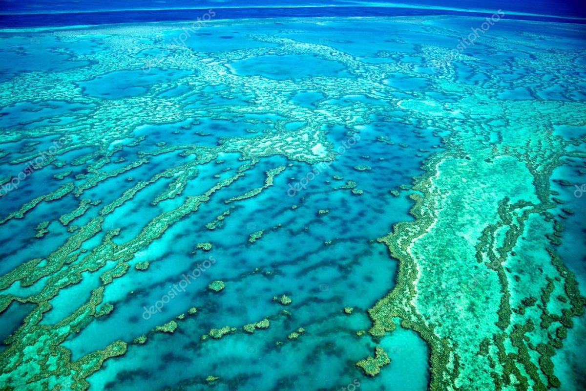 Nearly all coral reefs set for collapse by end of century, study finds ...