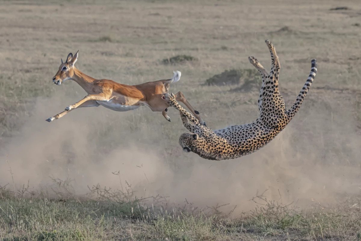 The bizarre and beautiful winners of the 2020 BigPicture photo award ...