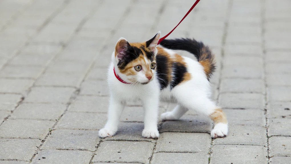 How to walk a cat - a comprehensive guide to a successful stroll with a ...