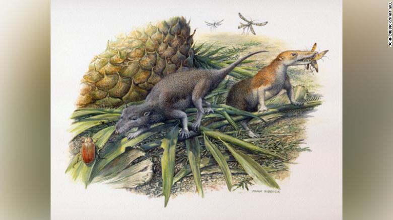Earth's first mammals took it easy and lived far longer than their ...