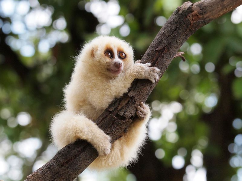 The Cute-but-Deadly Slow Loris Reserves Its Flesh-Rotting Venom for Its ...