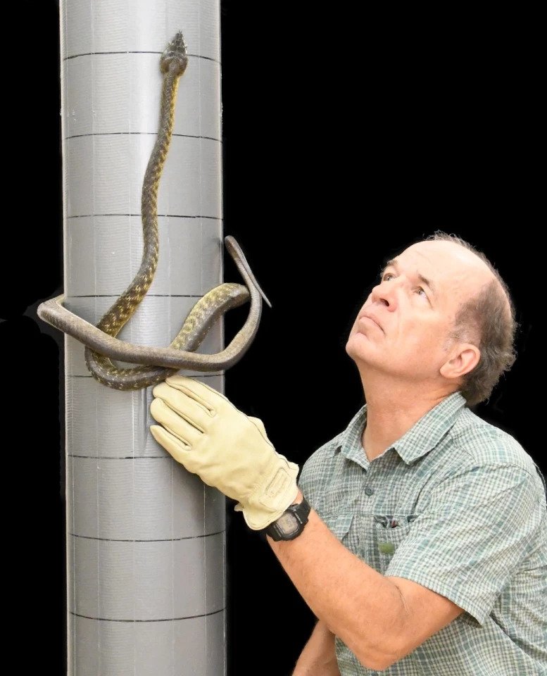 Snakes spotted forming "lassos" to climb in surprising new videos ...