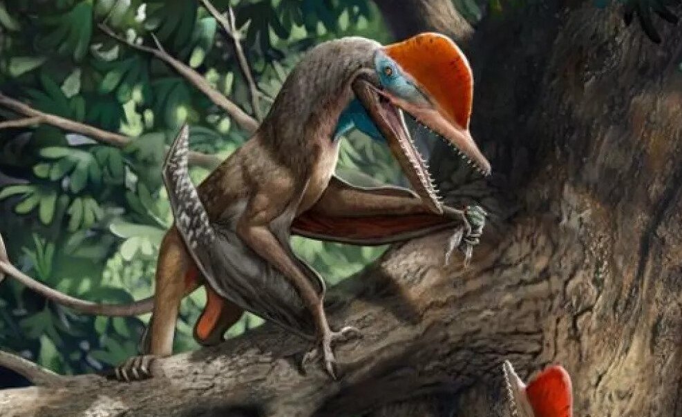 Ancient "Monkeydactyl" dinosaur bears the oldest known opposed thumbs ...