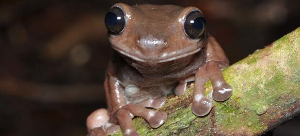 Scientists discover new 'chocolate frog' in swamp - Weird News, Santa ...