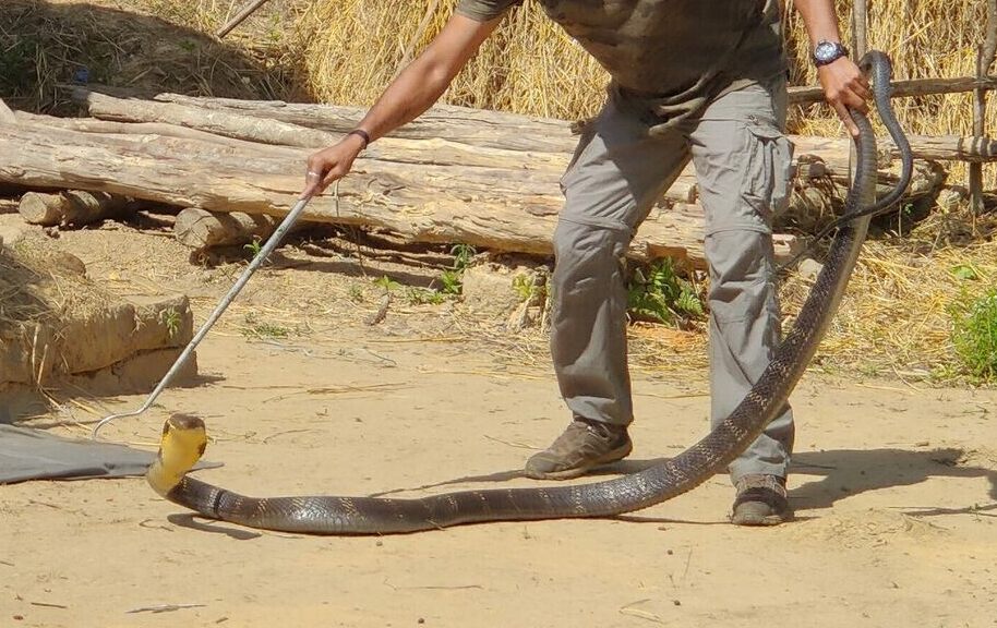 Meet the King Cobra Rescue Team That Saves Both People and Snakes ...