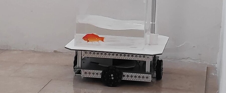Goldfish learn to drive a car to get food - Weird News, Santa Fe, NM