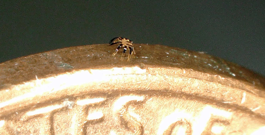 Smallest-ever remote-control walking robot uses shape-memory alloy ...