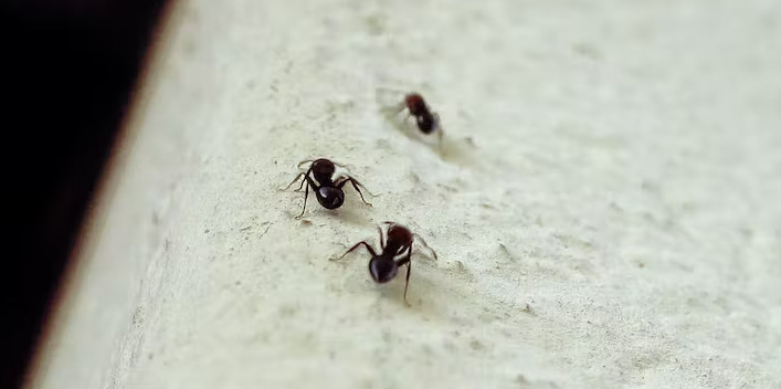 How do ants crawl on walls? A biologist explains their sticky, spiky ...