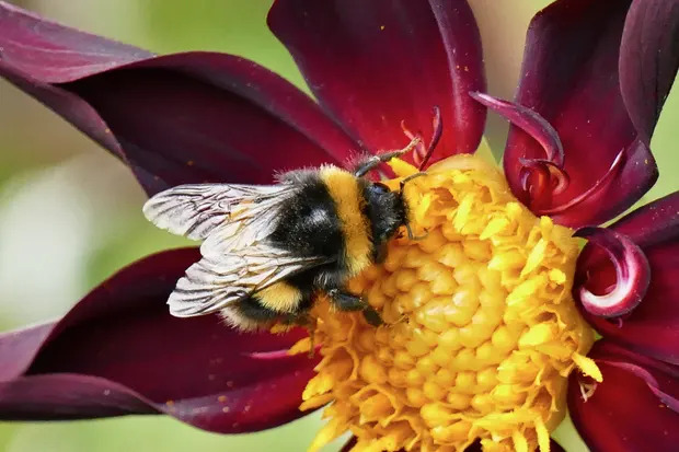 Bees ‘count’ from left to right, study finds - Weird News, Santa Fe, NM