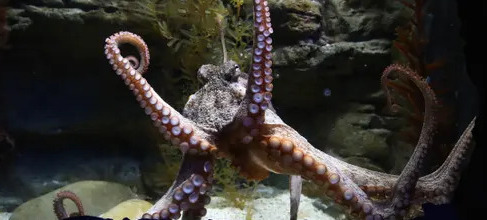 Octopuses throw objects at one another, researchers observe - Weird ...