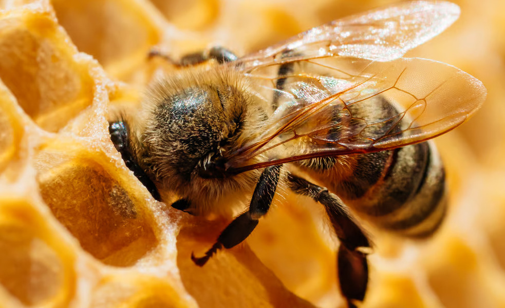 Robotic beehive provides vital life support to chilly honeybees - Weird ...