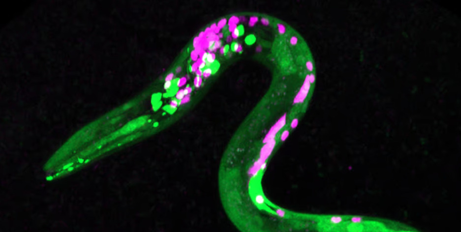 Cannabis-affected worms exhibit food preferences similar to high humans ...