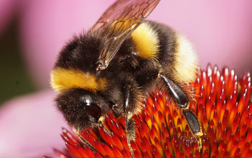 Scientists name the top plants for bumblebee-friendly gardens - Weird ...