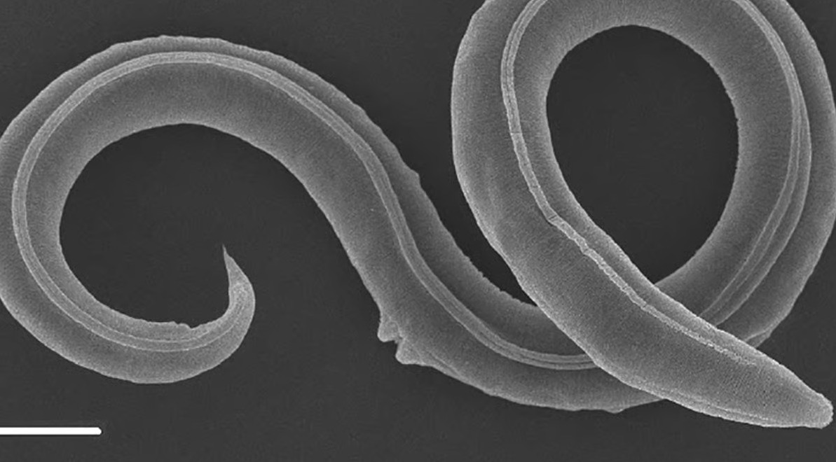 46,000-year-old worms revived from permafrost belong to new species ...