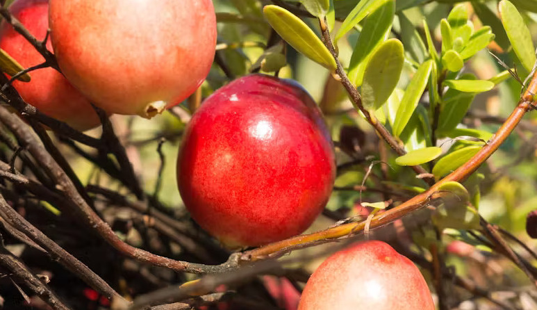 Cranberries can bounce, float and pollinate themselves: The saucy ...