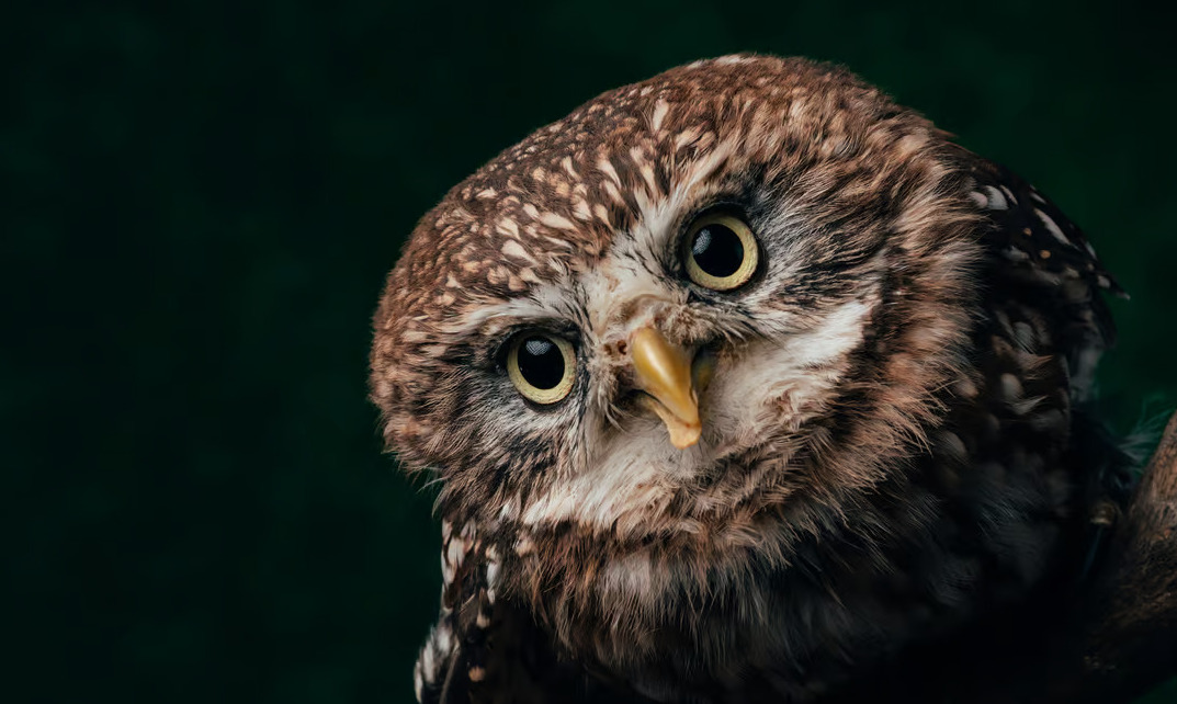 Camera captures the world as animals see it, with up to 99% accuracy ...
