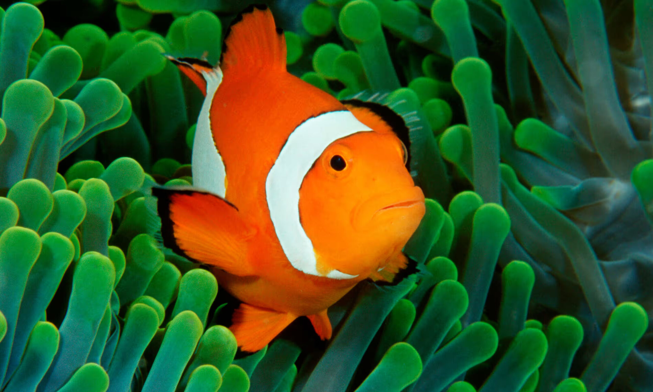 ‘Nemo’ clownfish drive away species with same stripes, study suggests ...