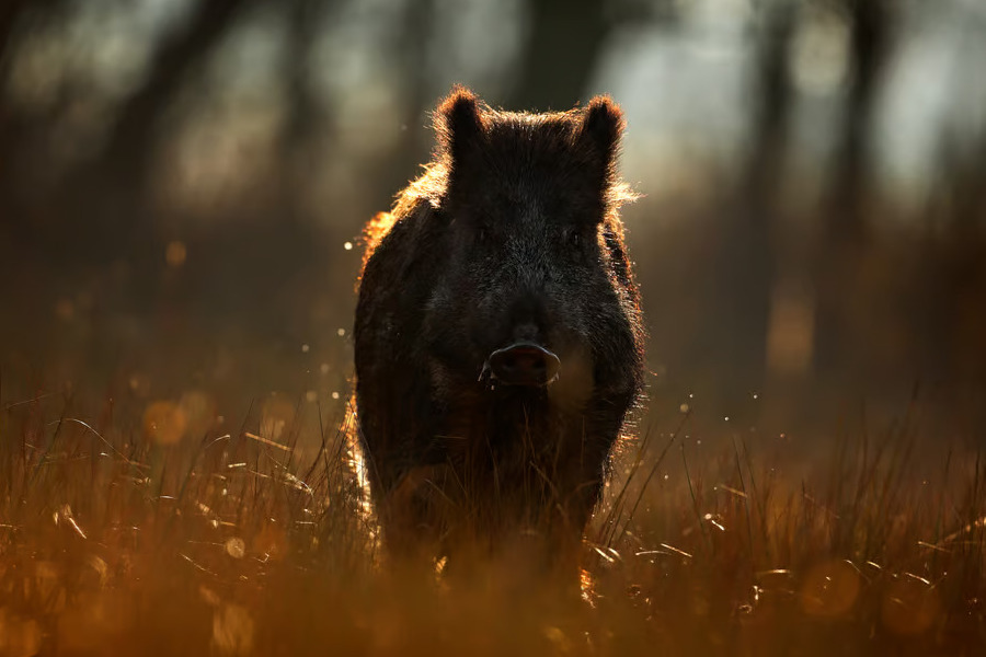 250-pound 'super-pigs' are rampaging toward the US border - Weird News ...