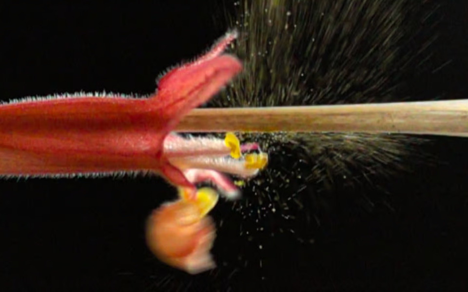 Explosive flower blasts beaks to dislodge rival pollen - Weird News ...