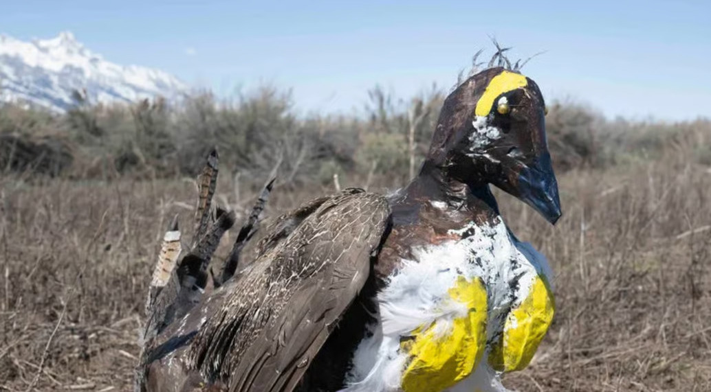 Bizarre fake birds are turning up in one national park - Weird News ...