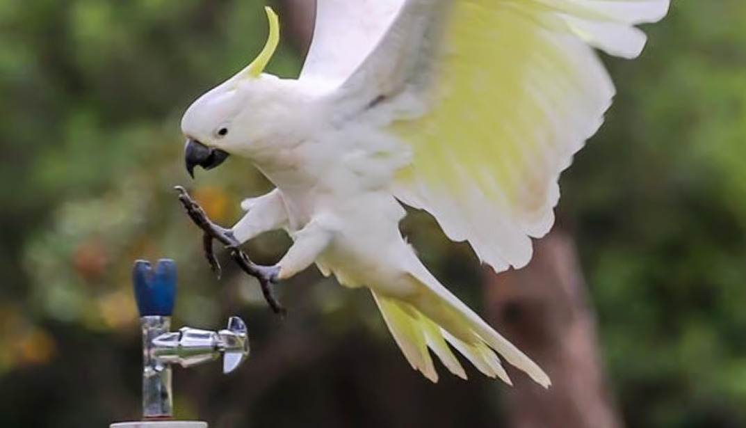 Trashcan-opening birds have now learned to turn on taps to drink ...