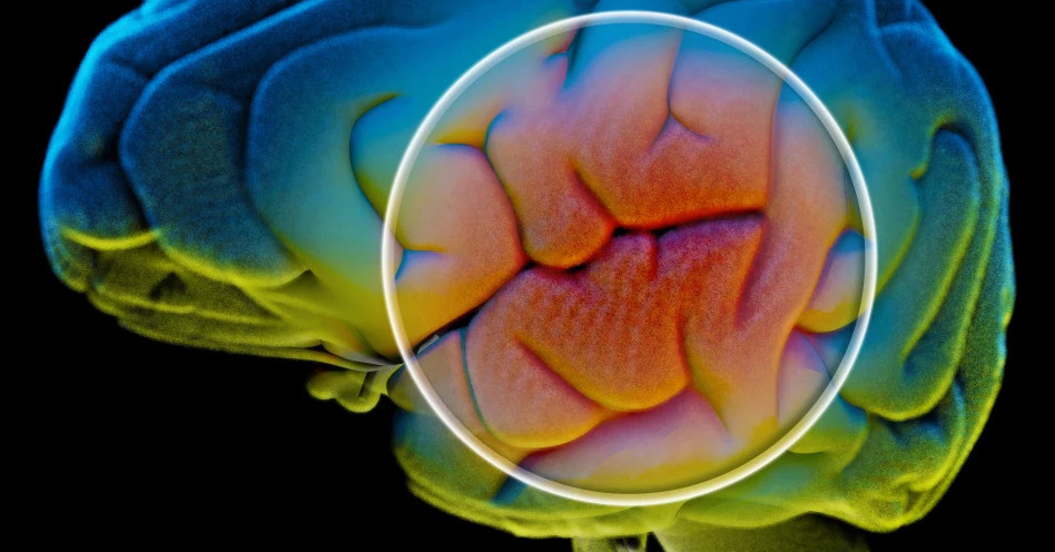 'Master switch' brain protein could reverse age-related memory loss ...