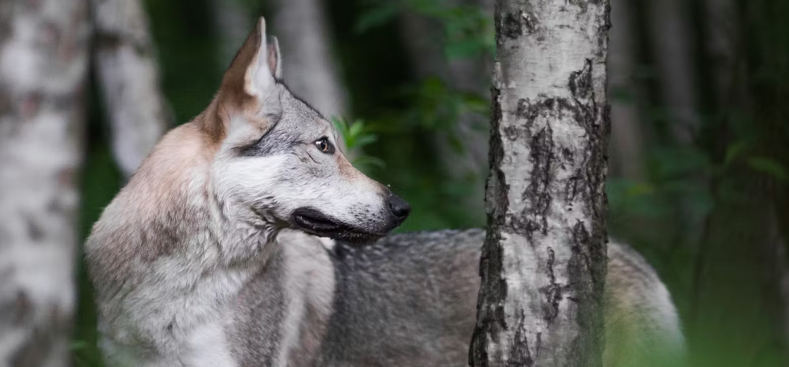 Thousands of genomes reveal the wild wolf genes in most dogs’ DNA ...