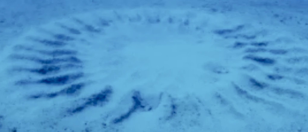 The surprise architects of Japan’s intricate underwater ‘crop circles ...