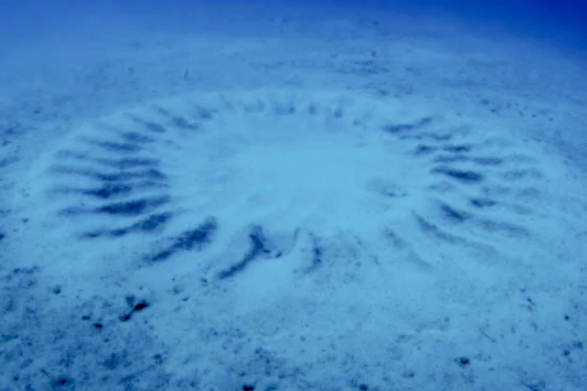 The surprise architects of Japan’s intricate underwater ‘crop circles ...