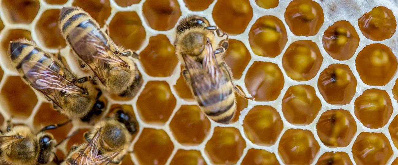 Shutting down federal bee labs threatens bees, beekeepers and the US ...